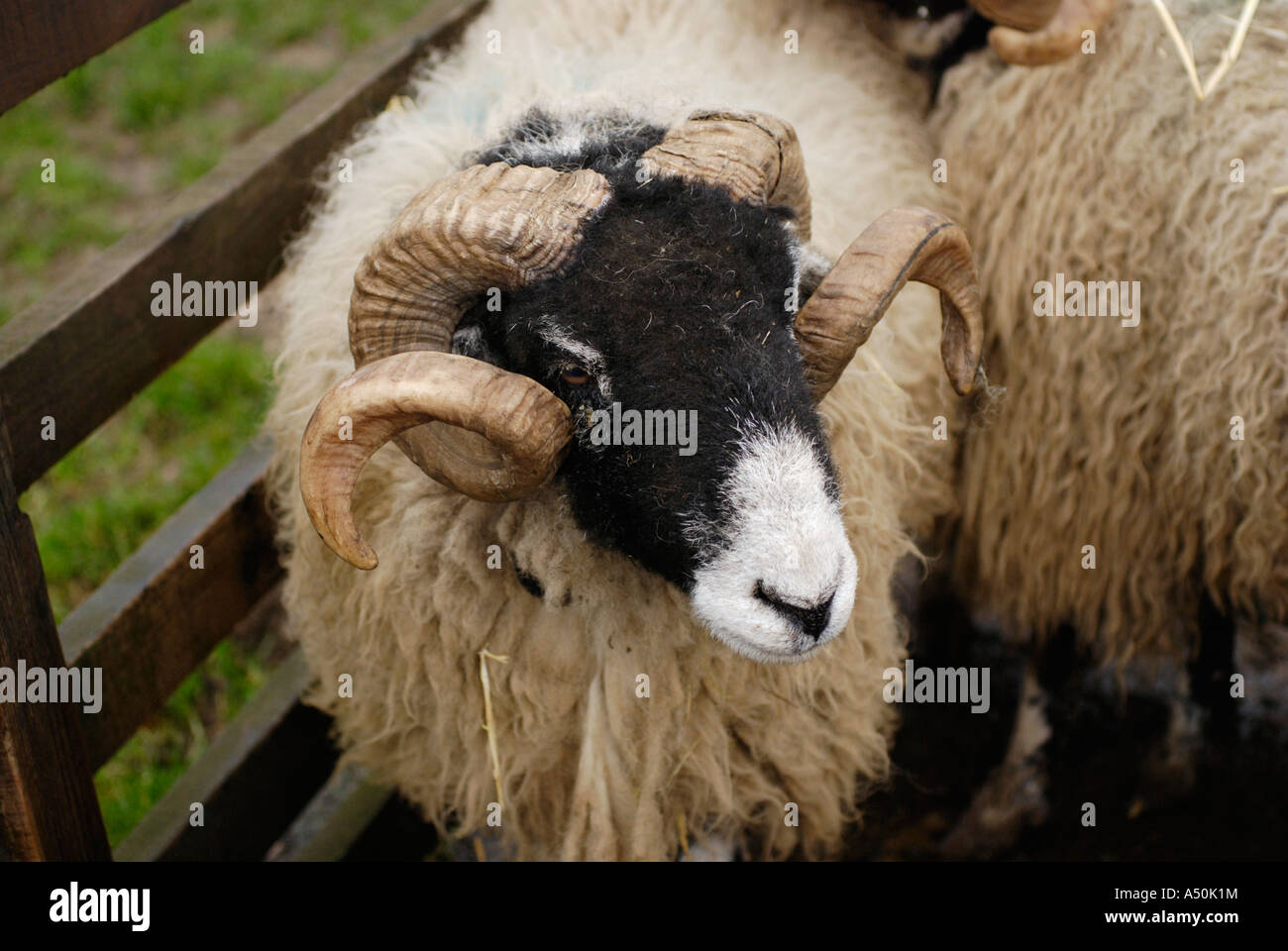 Swaledale ram hi-res stock photography and images - Alamy