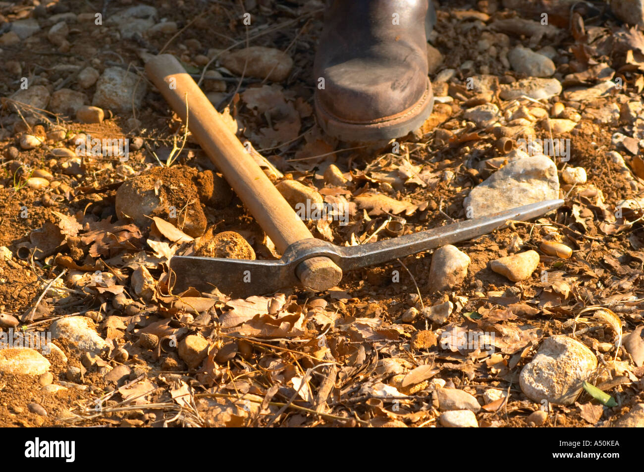Truffle hunt tool hi-res stock photography and images - Alamy