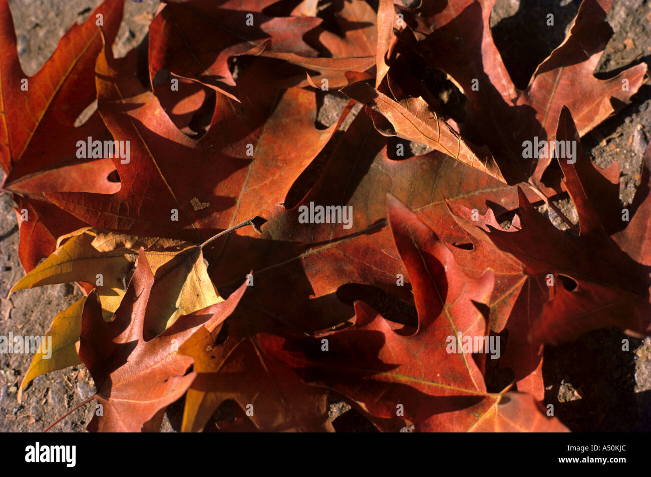 Chinar leaves hi-res stock photography and images - Alamy