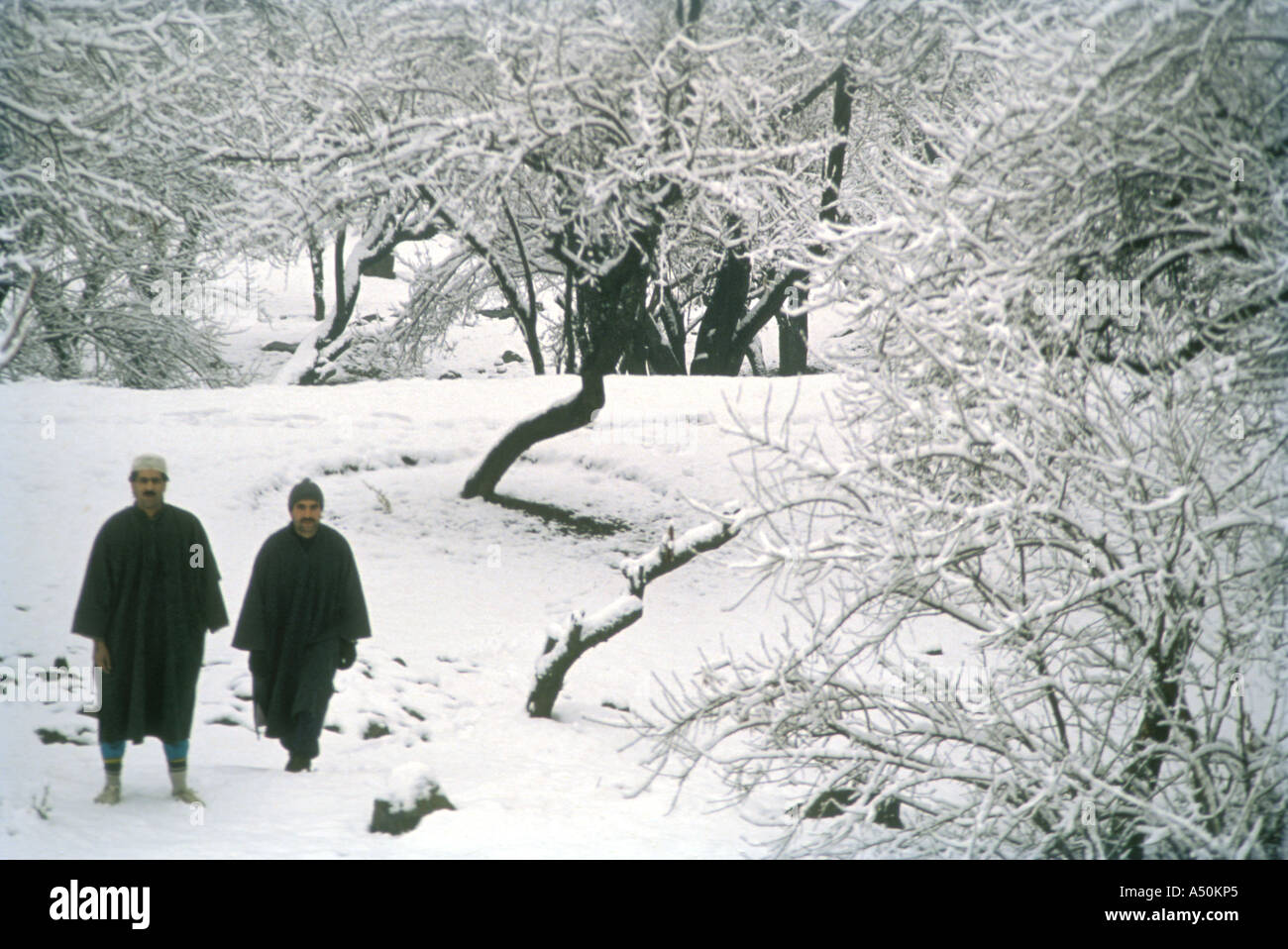 Snow covered trees in Jammu Kashmir Stock Photo - Alamy