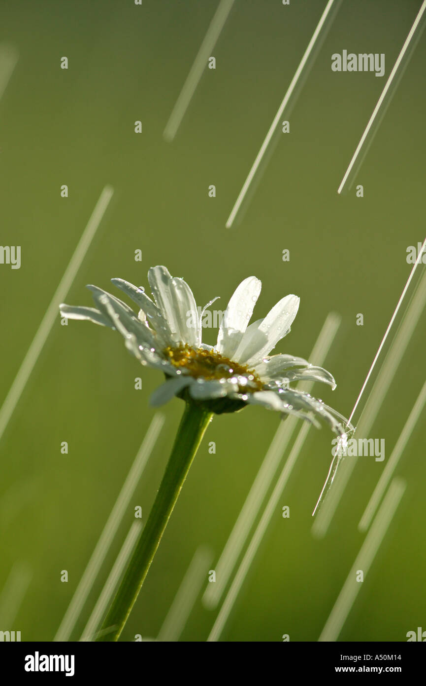 Daisy in the rain Stock Photo - Alamy