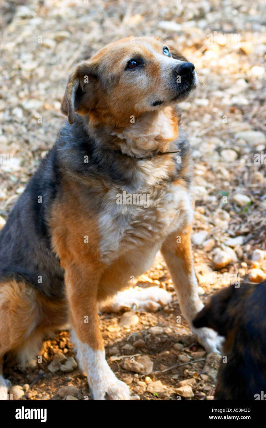 Perigord truffle hunt hi-res stock photography and images - Alamy