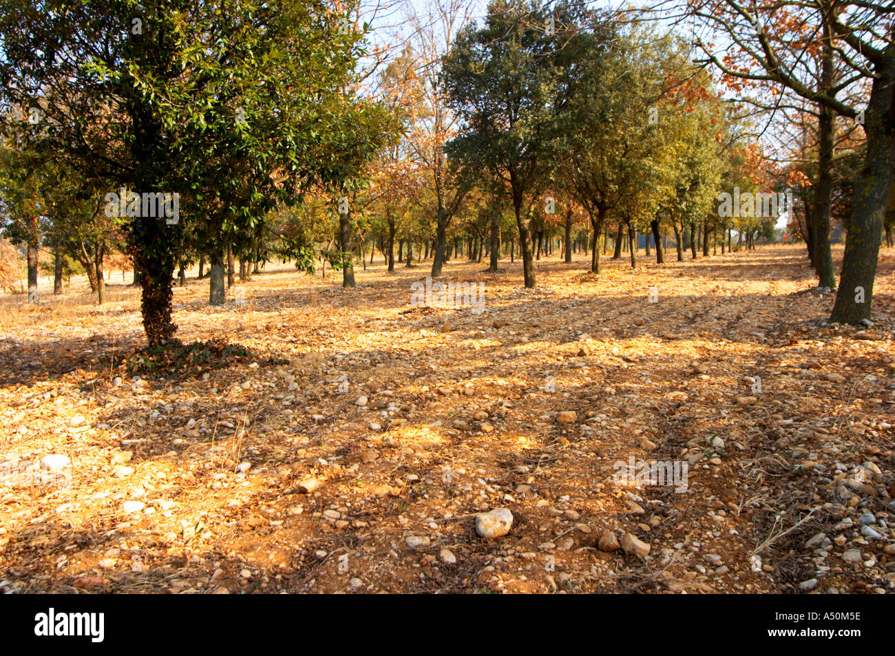 Truffle hunt france hi-res stock photography and images - Alamy