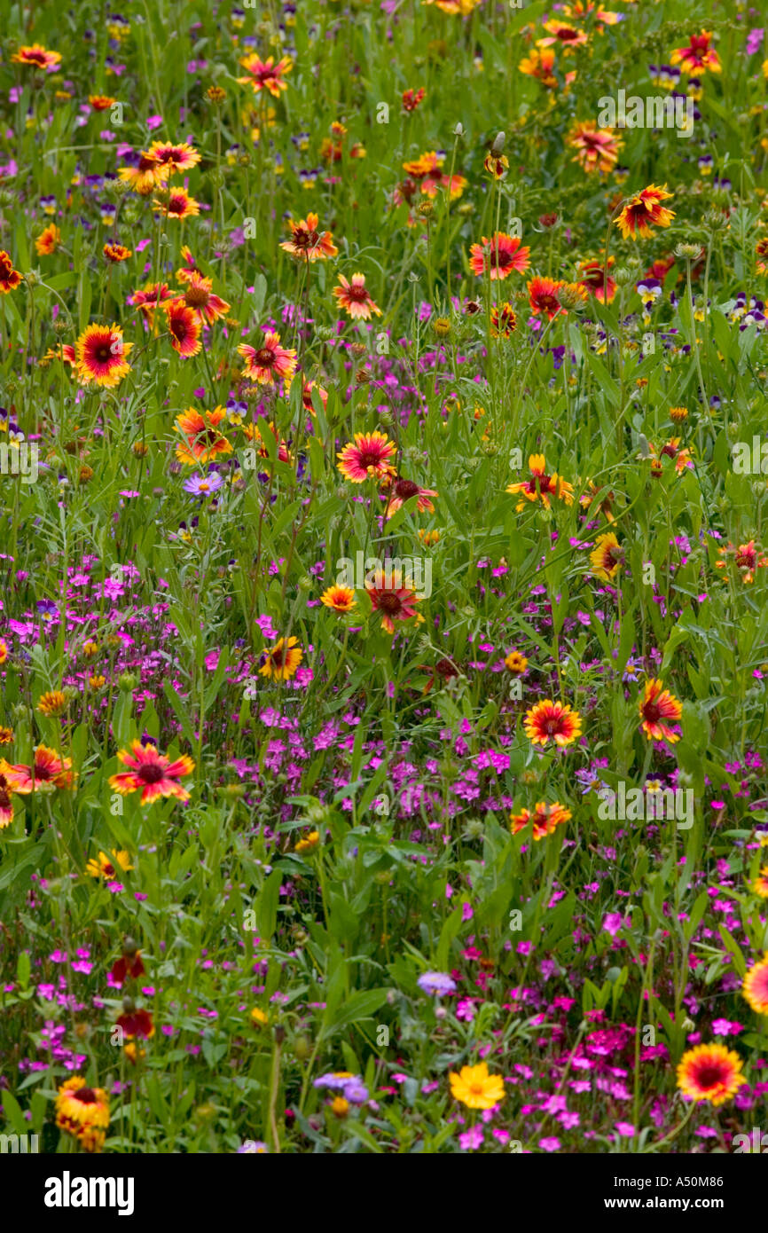 Field of Flowers Stock Photo - Alamy