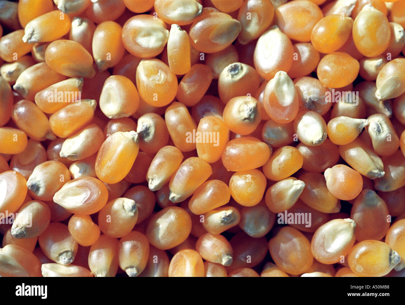 Unpopped hi-res stock photography and images - Alamy