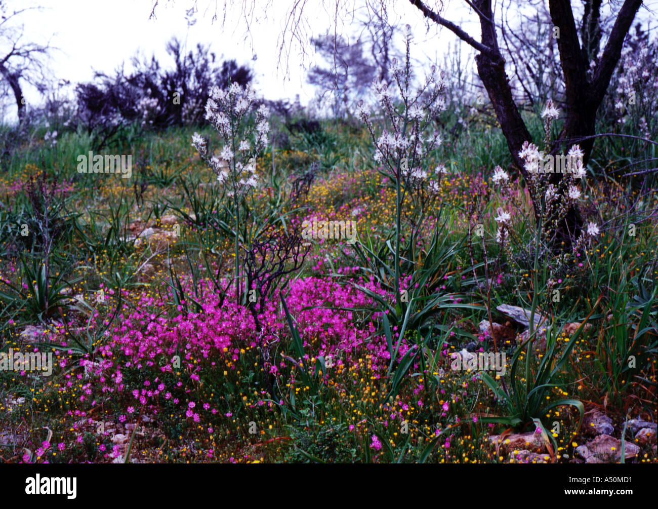 Silene Colorata High Resolution Stock Photography and Images - Alamy