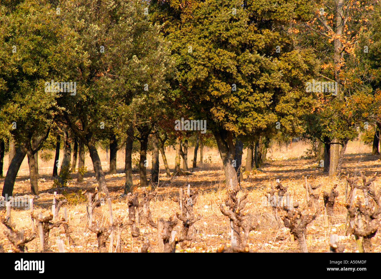 The truffle forest oak plantation and the vineyard at La Truffe de ...