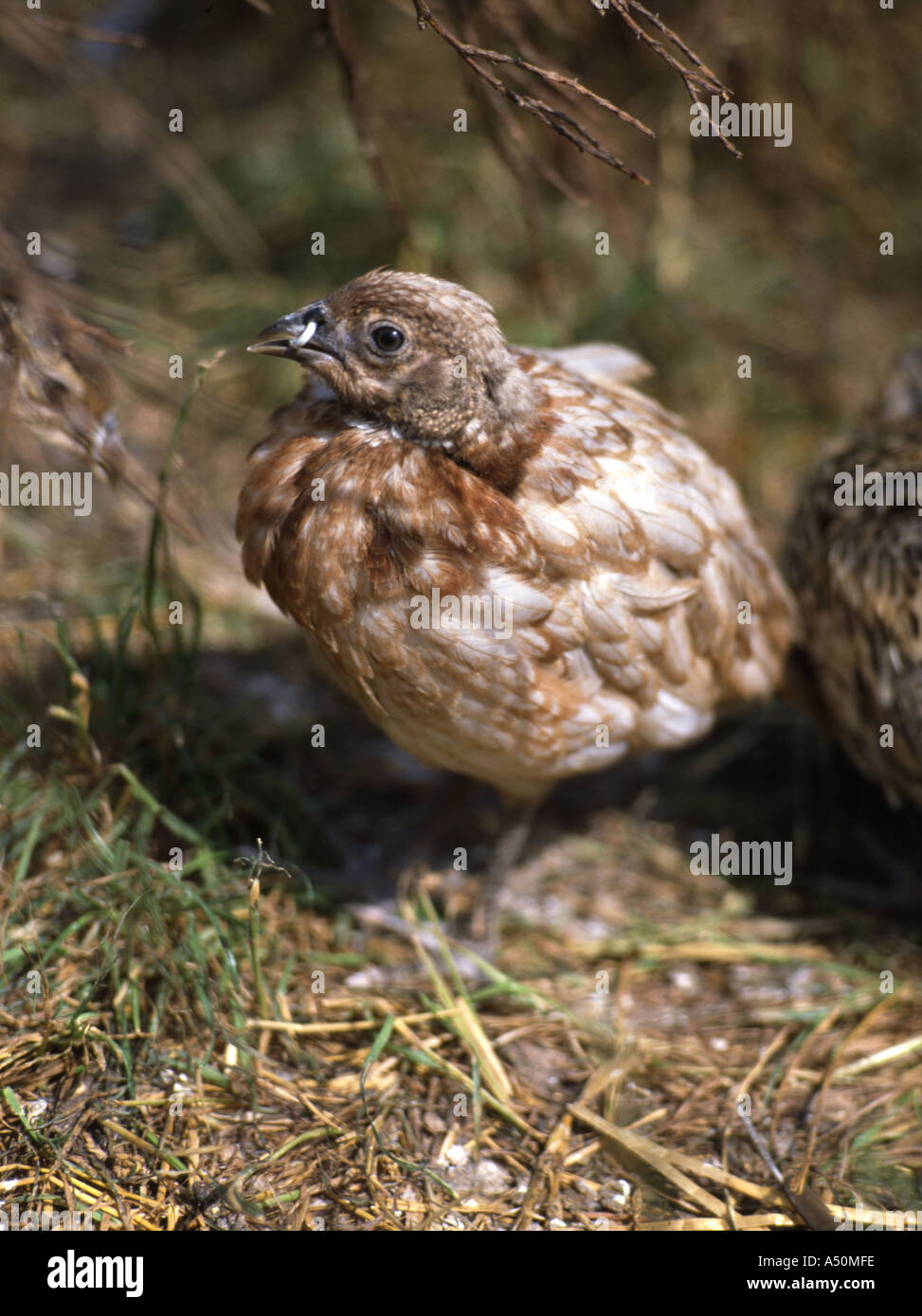 Young Pheasant chick in breeding pen with bit in beak to stop pecking ...