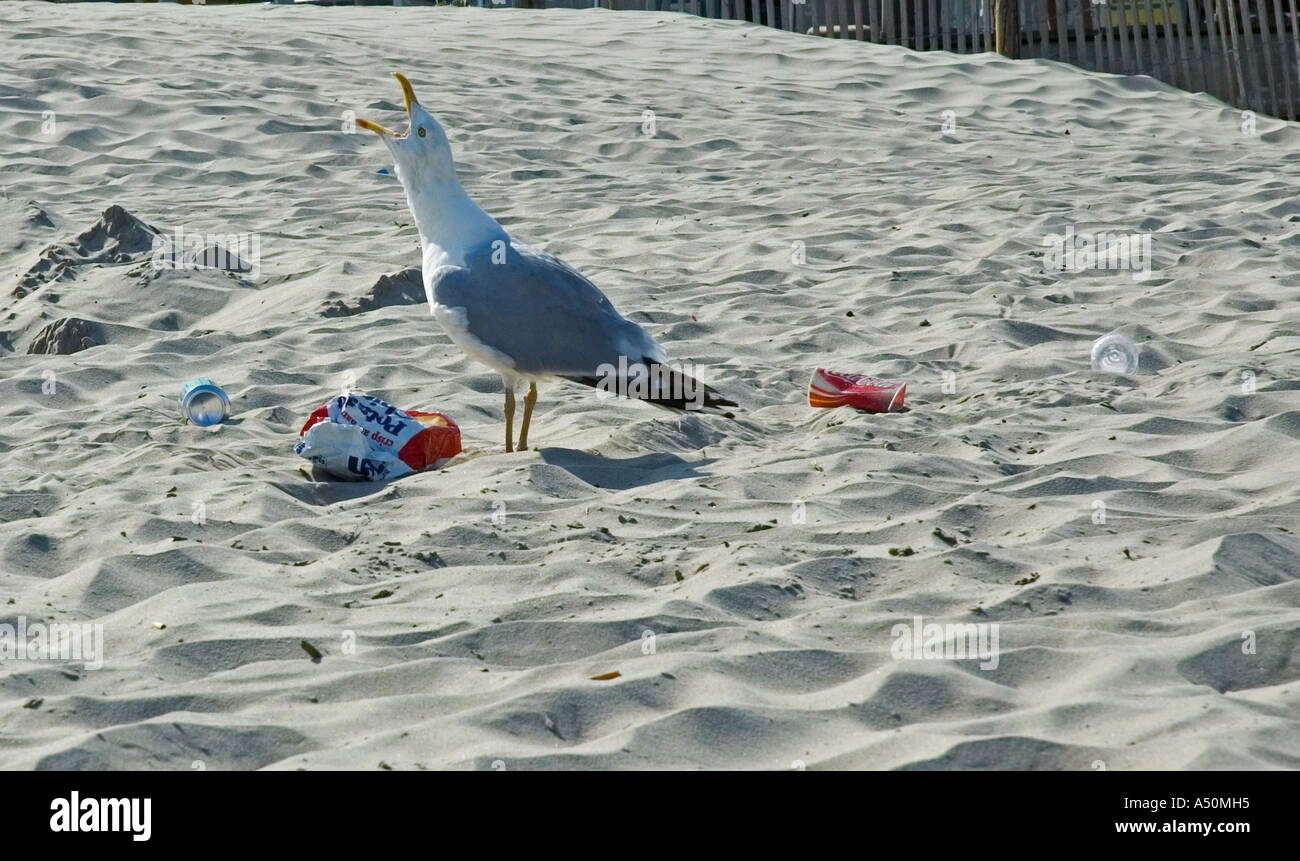 Trash on beach with seagull pick at litter - trash on a New Jersey, USA ...