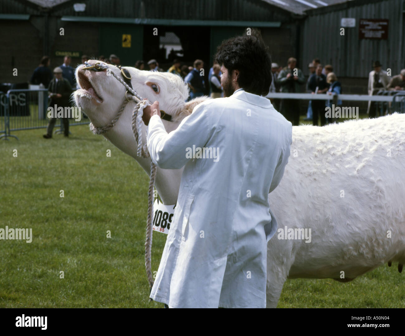 Charlois cow at county show Stock Photo - Alamy
