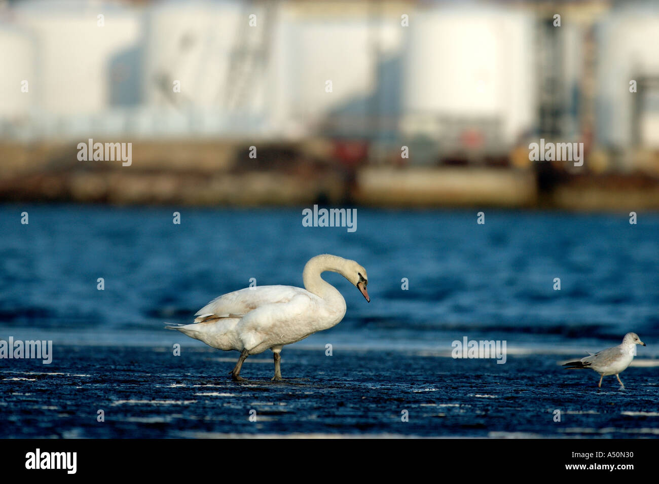 Swan fowl large bird white bird swan in water bird in water oil tanks ...