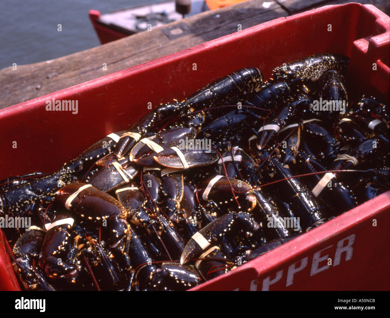 Box of lobsters ready to go to market after being off loaded from a ...