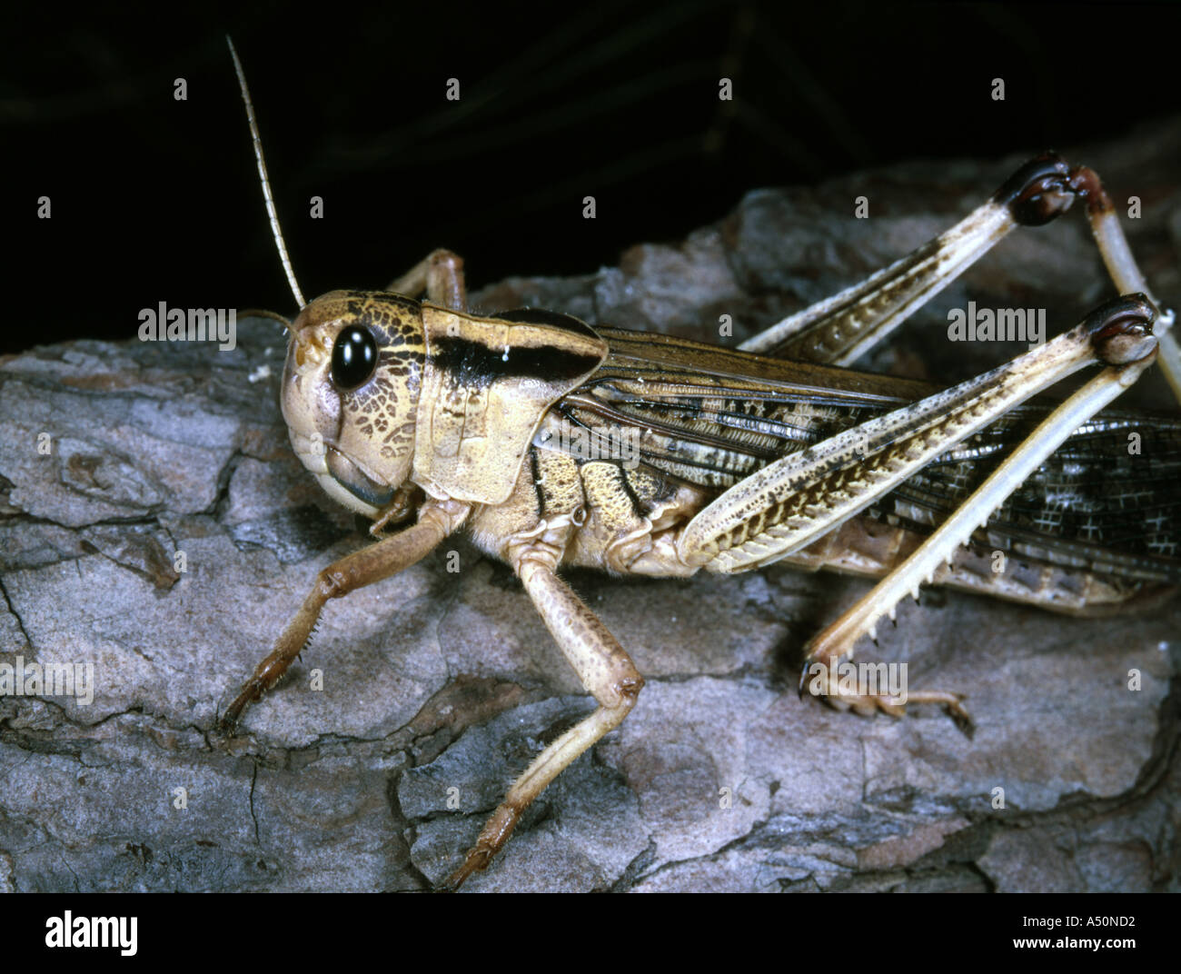 Locust swarms hi-res stock photography and images - Alamy