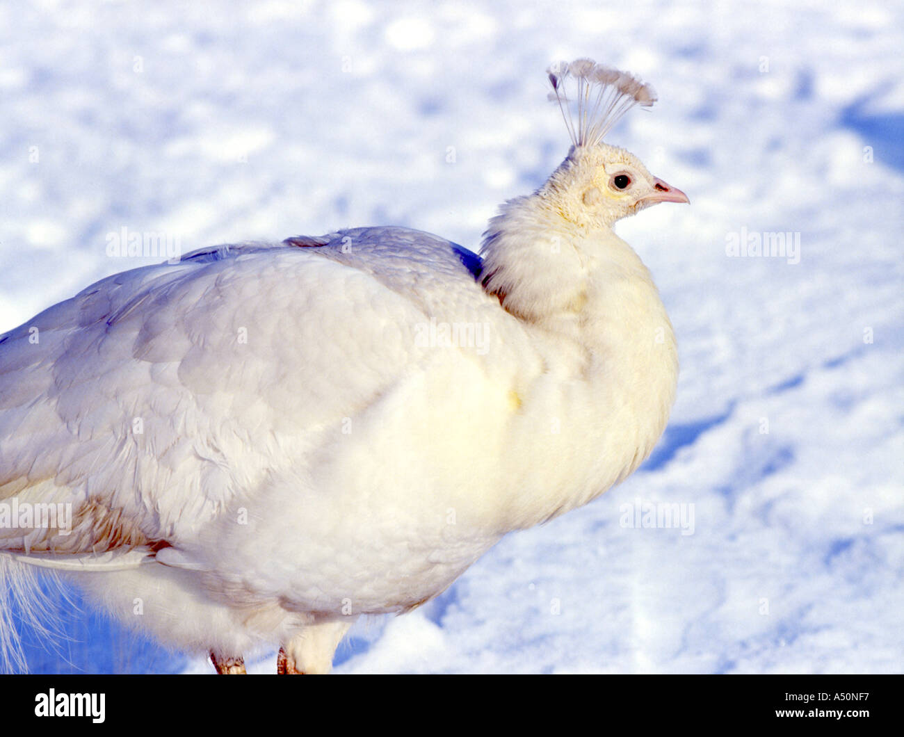 White peahen breed hi-res stock photography and images - Alamy