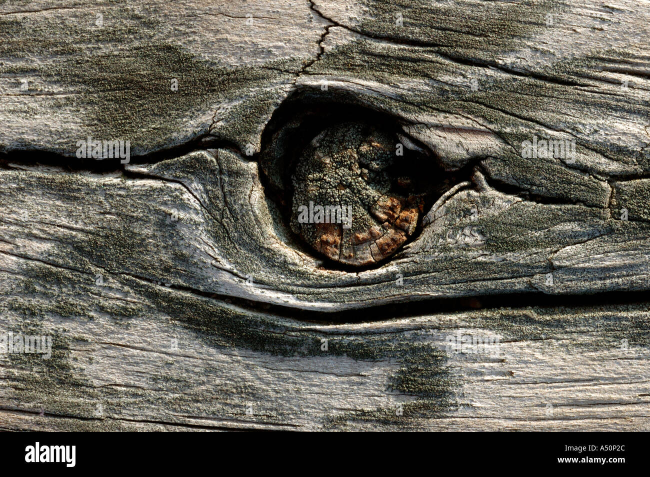 wood grain dry wood old wood rotted wood pattern background texture ...