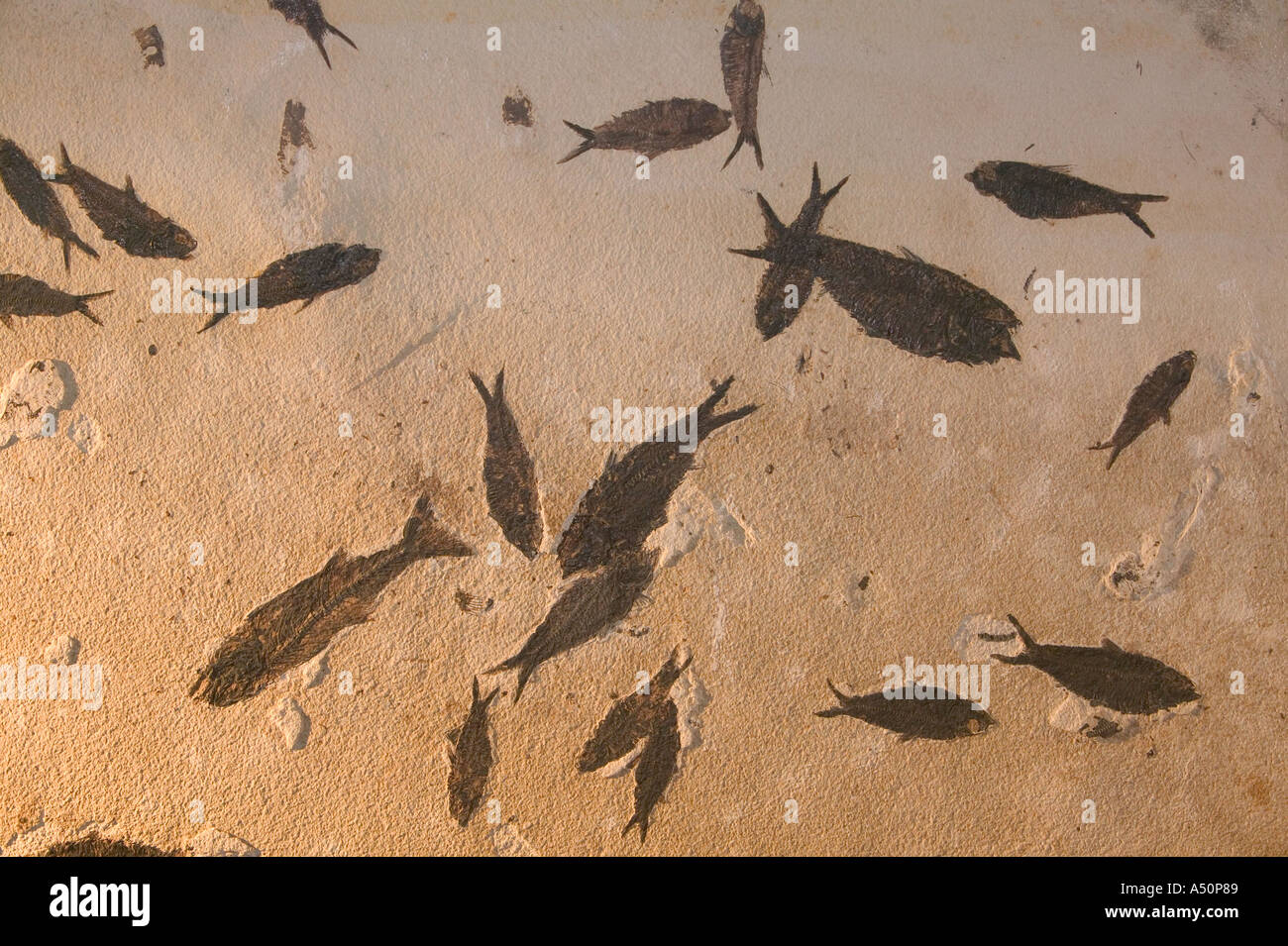 Fish record hi-res stock photography and images - Alamy