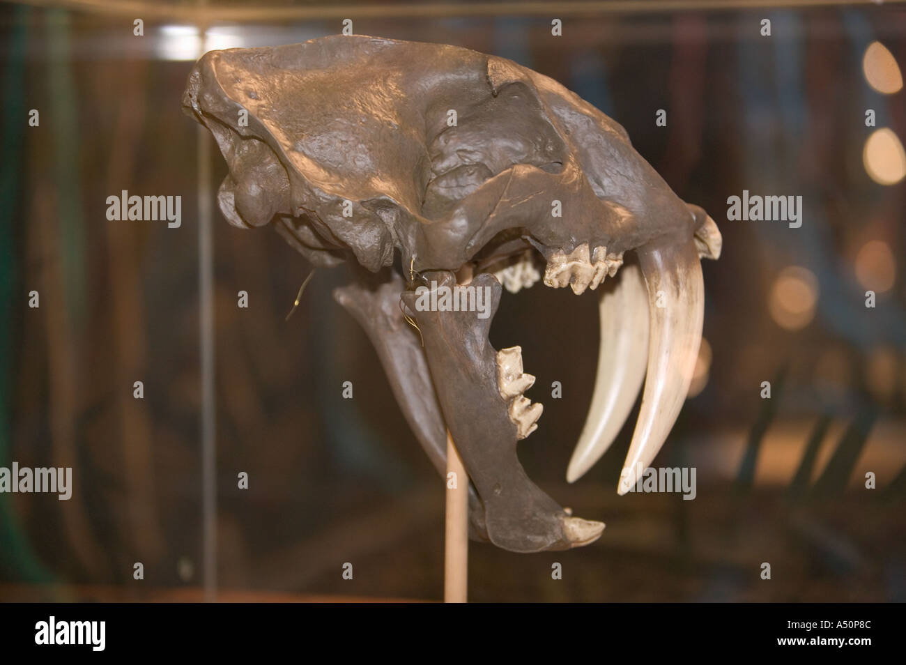 Sabre Tooth Tiger skull Stock Photo - Alamy
