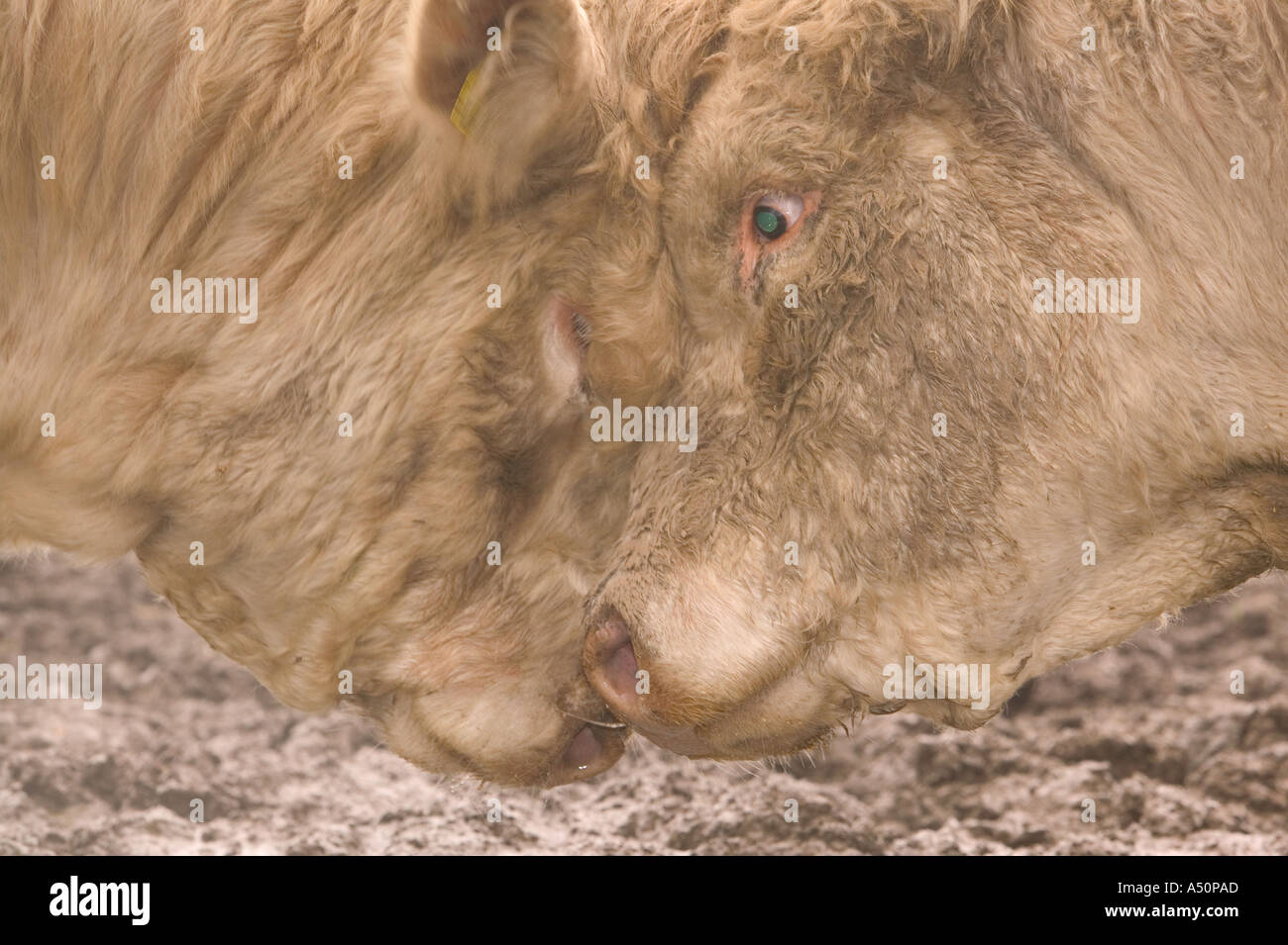 two bulls fighting Stock Photo - Alamy