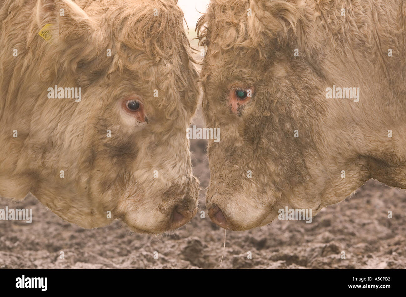 Two bulls fighting Stock Photo - Alamy