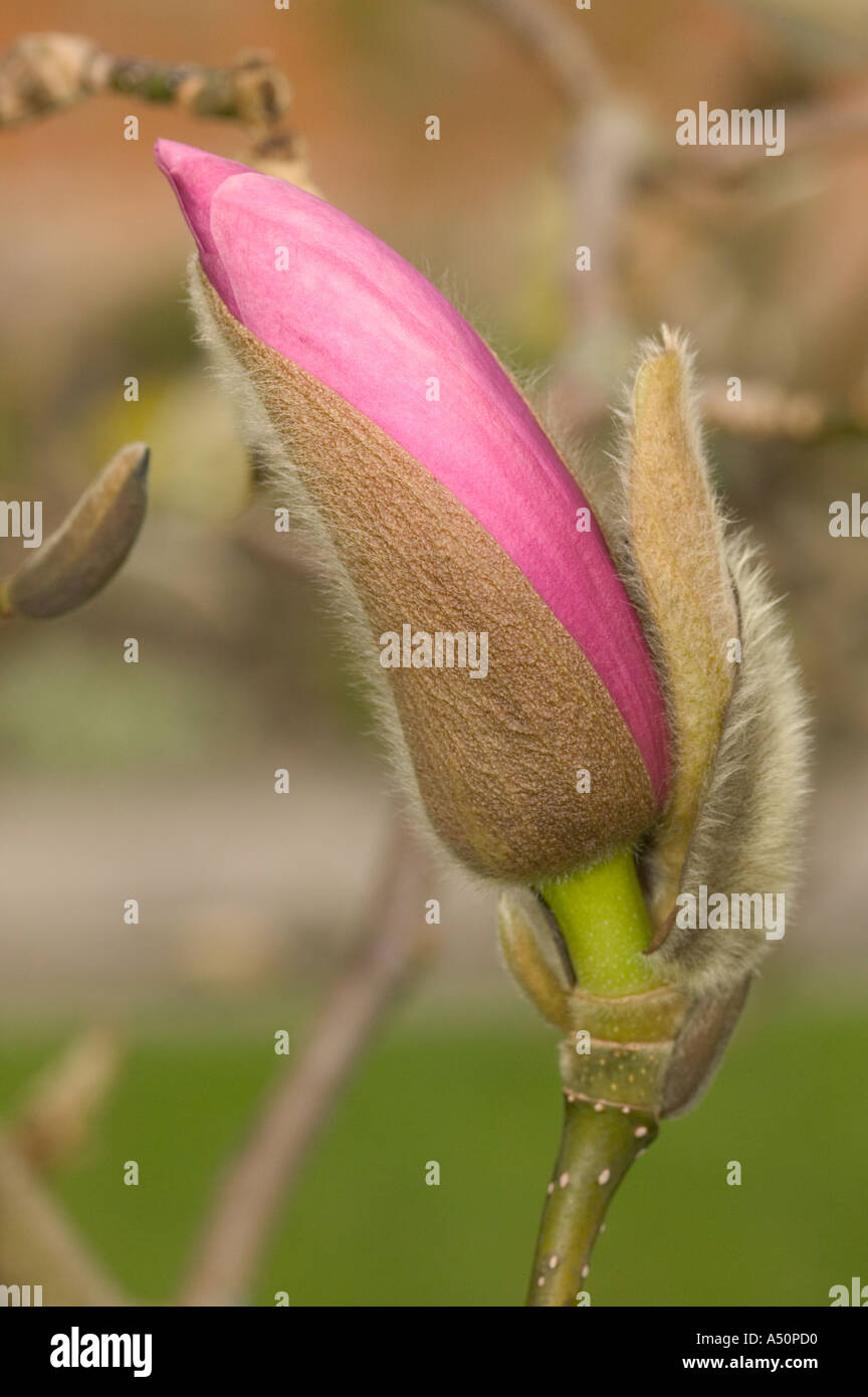 Magnolia flower head Stock Photo - Alamy