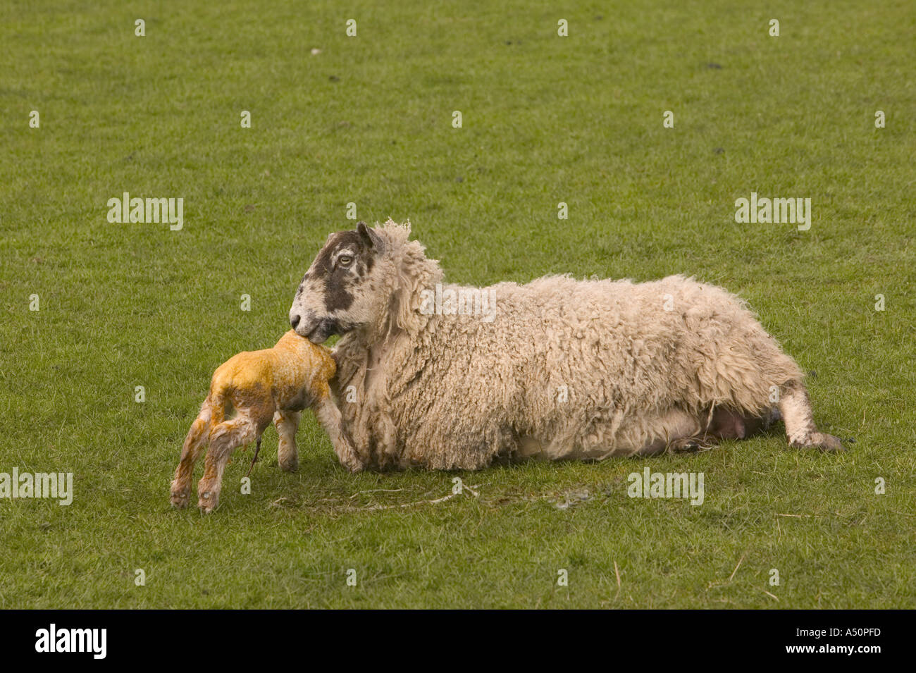 sheep and new born lamb in Yorkshire dales national Park Stock Photo ...