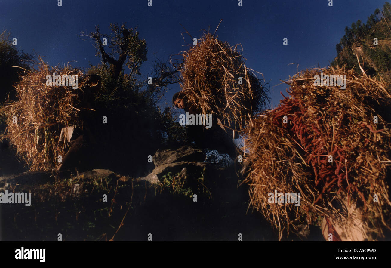 Village Girls carrying Hay Stock Photo - Alamy