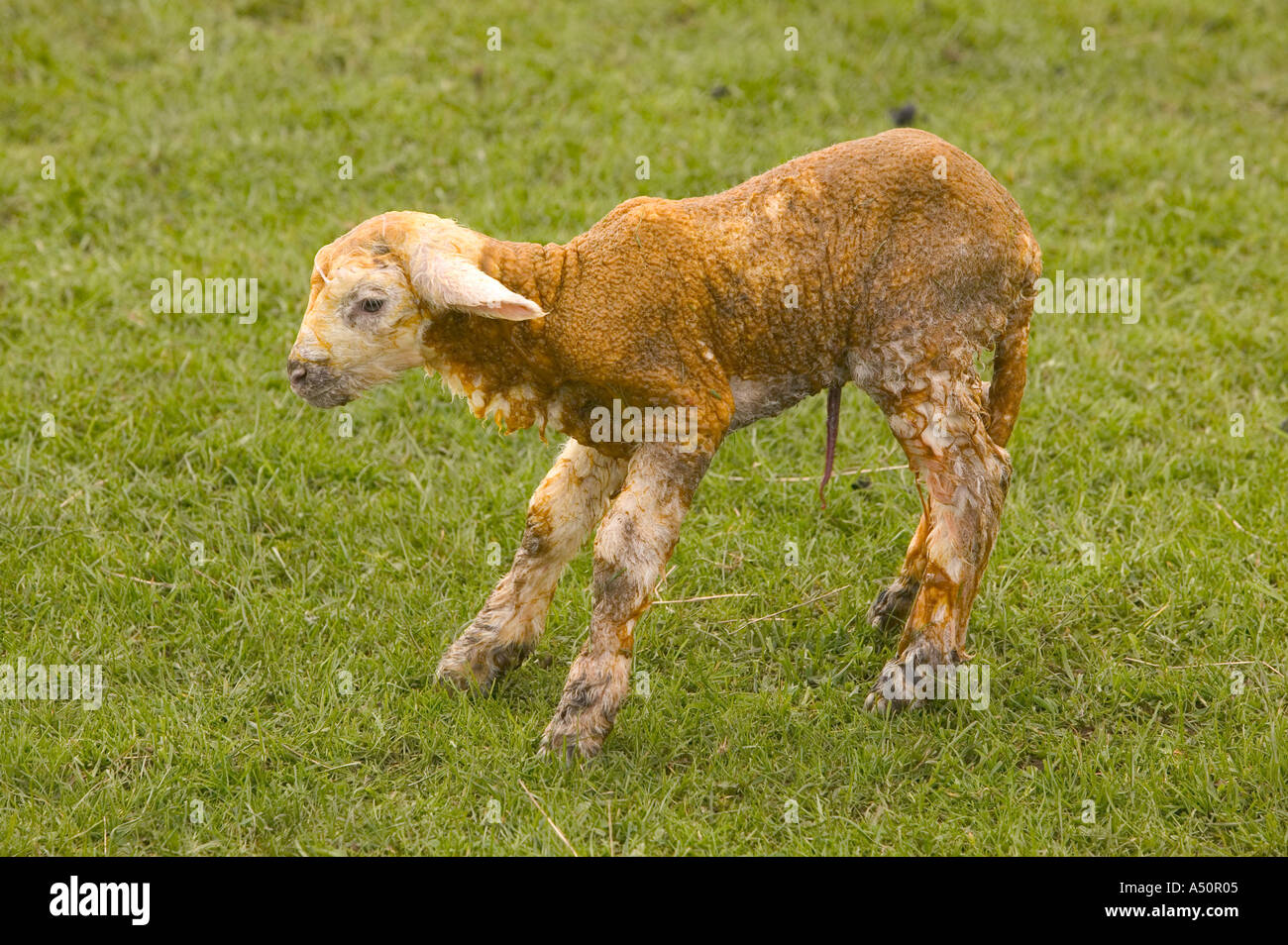 Minutes after the birth of a lamb hi-res stock photography and images ...