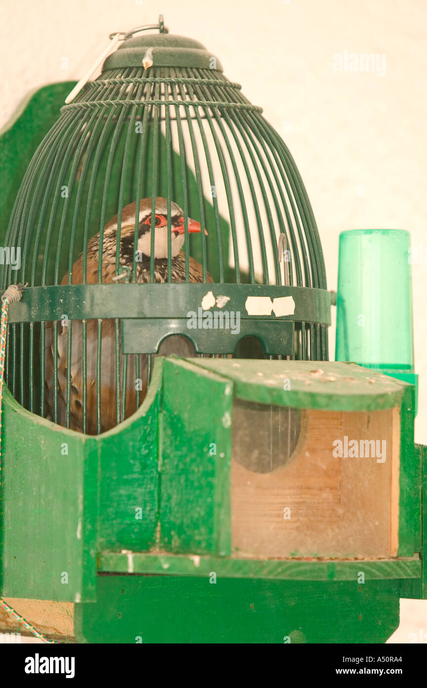 a Red legged Partridge copued up in a tiny cage in Spain animal cruelty ...