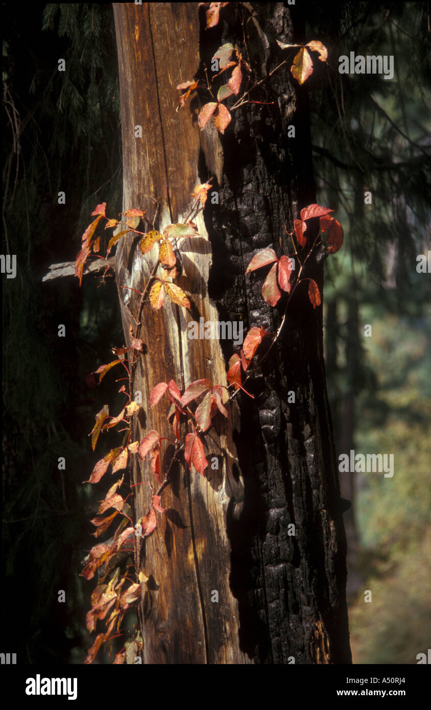 Creeper on tree Simla district Stock Photo - Alamy