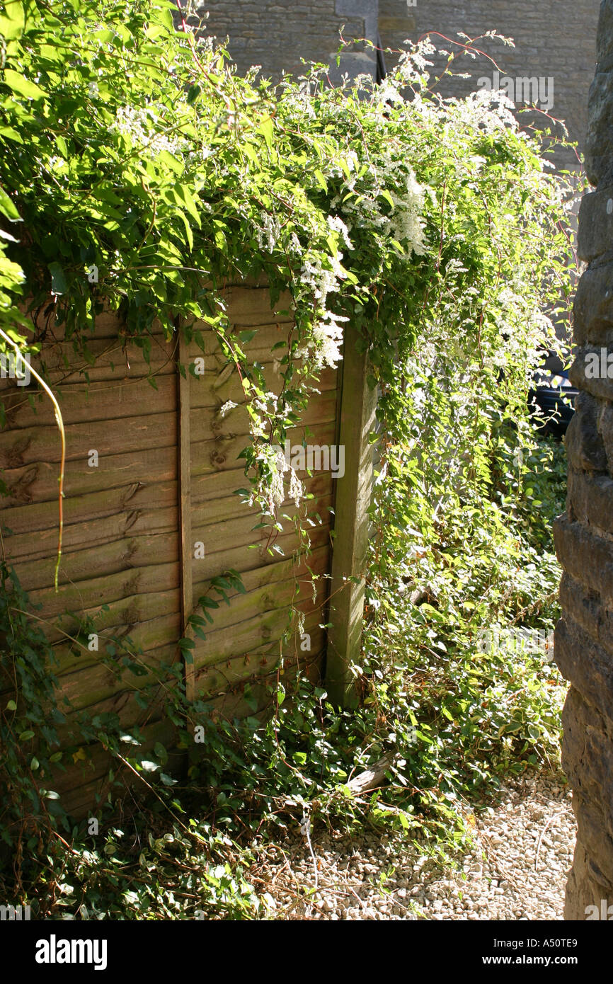 Russian vine hi-res stock photography and images - Alamy