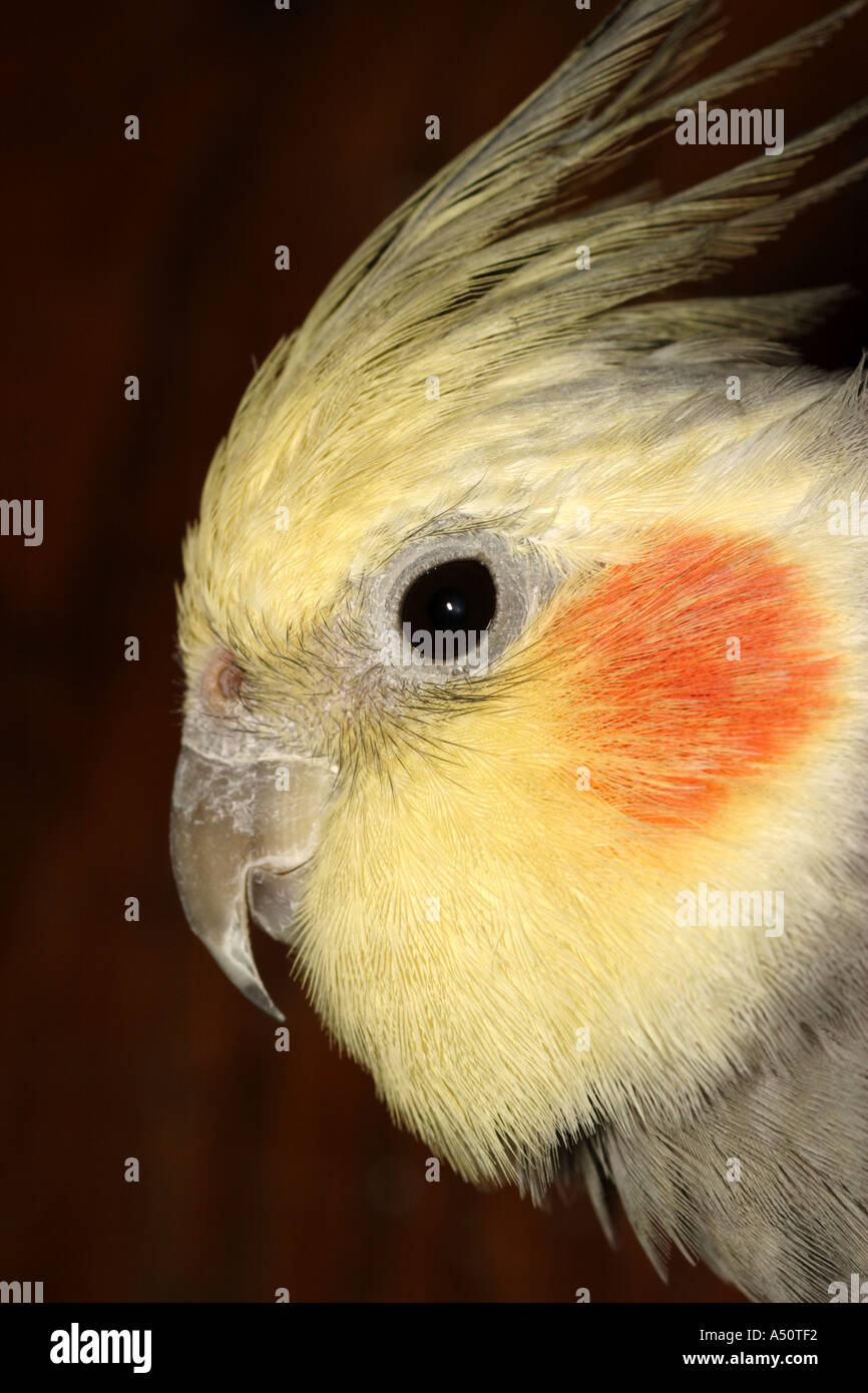 Adorable cockatiel character hi-res stock photography and images - Alamy