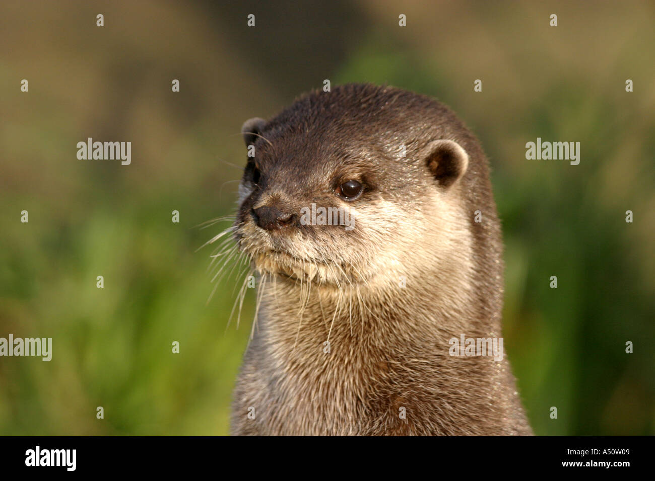 Close up of an otter Stock Photo - Alamy