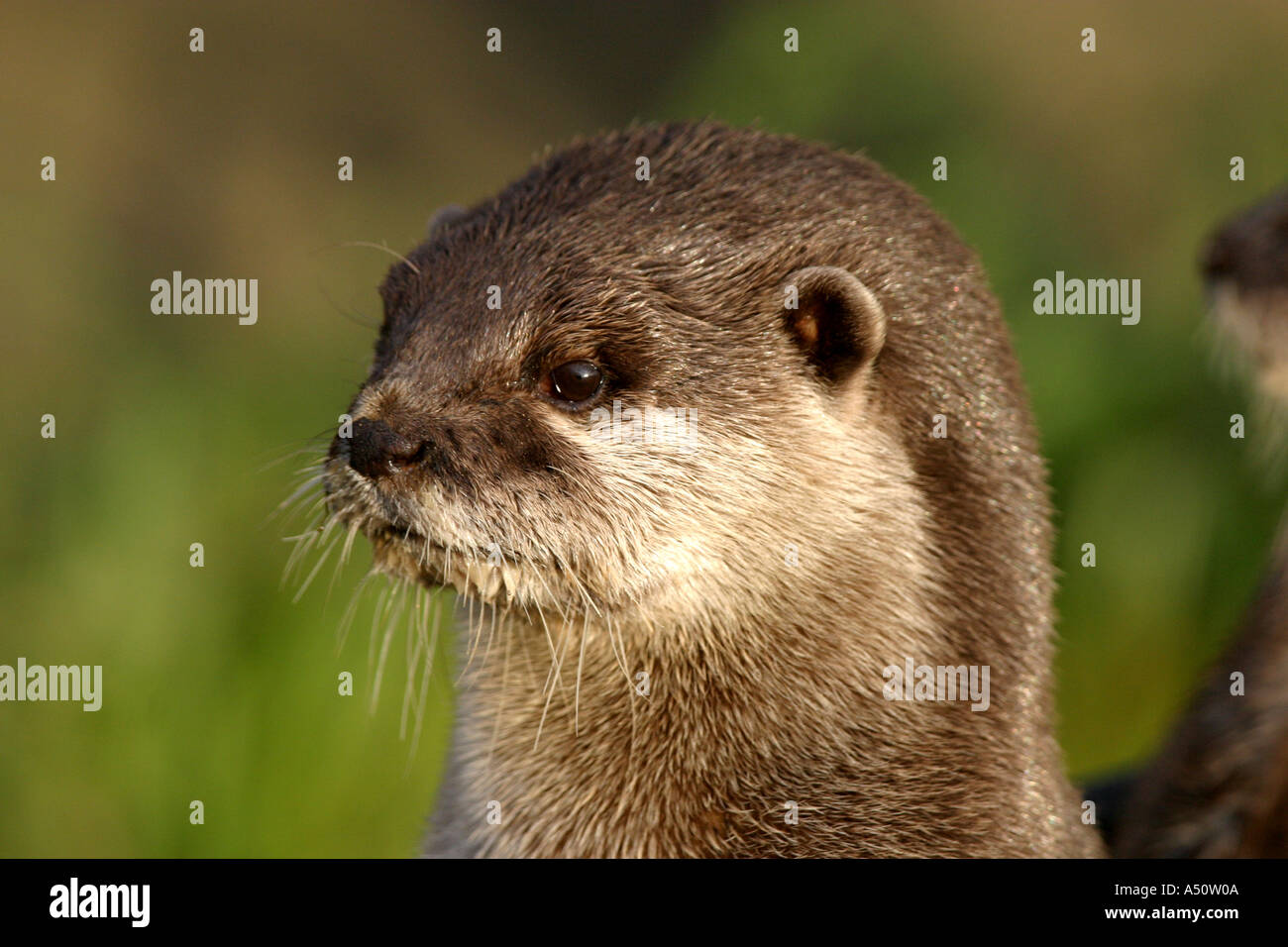 Close up of an otter Stock Photo - Alamy