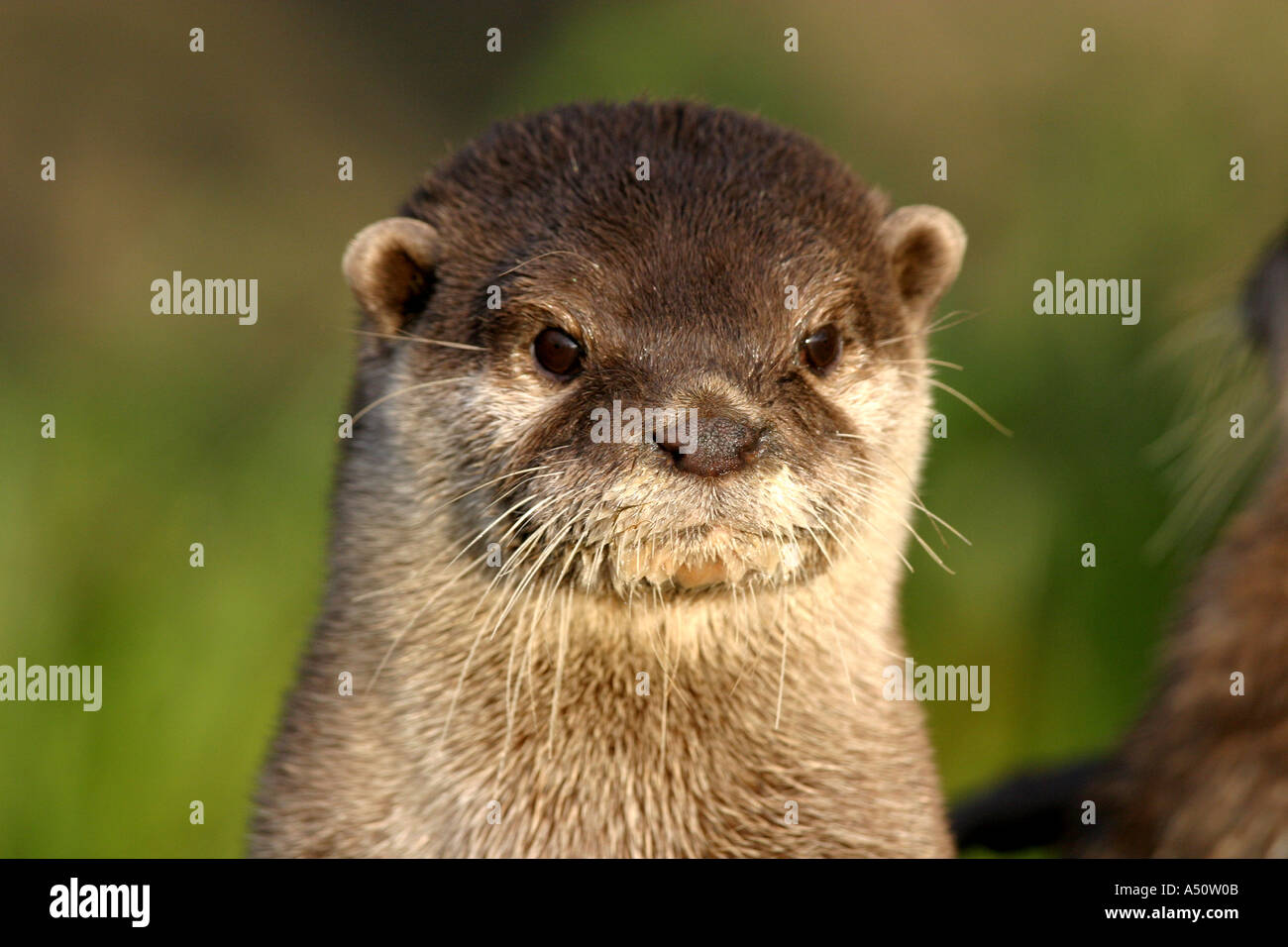 Pictures otter hi-res stock photography and images - Alamy