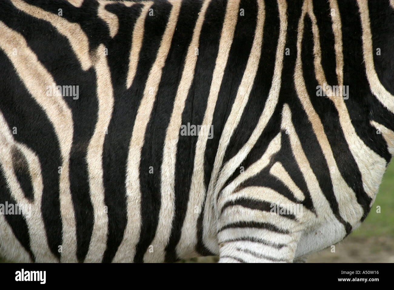 Pictures of zebras hi-res stock photography and images - Alamy