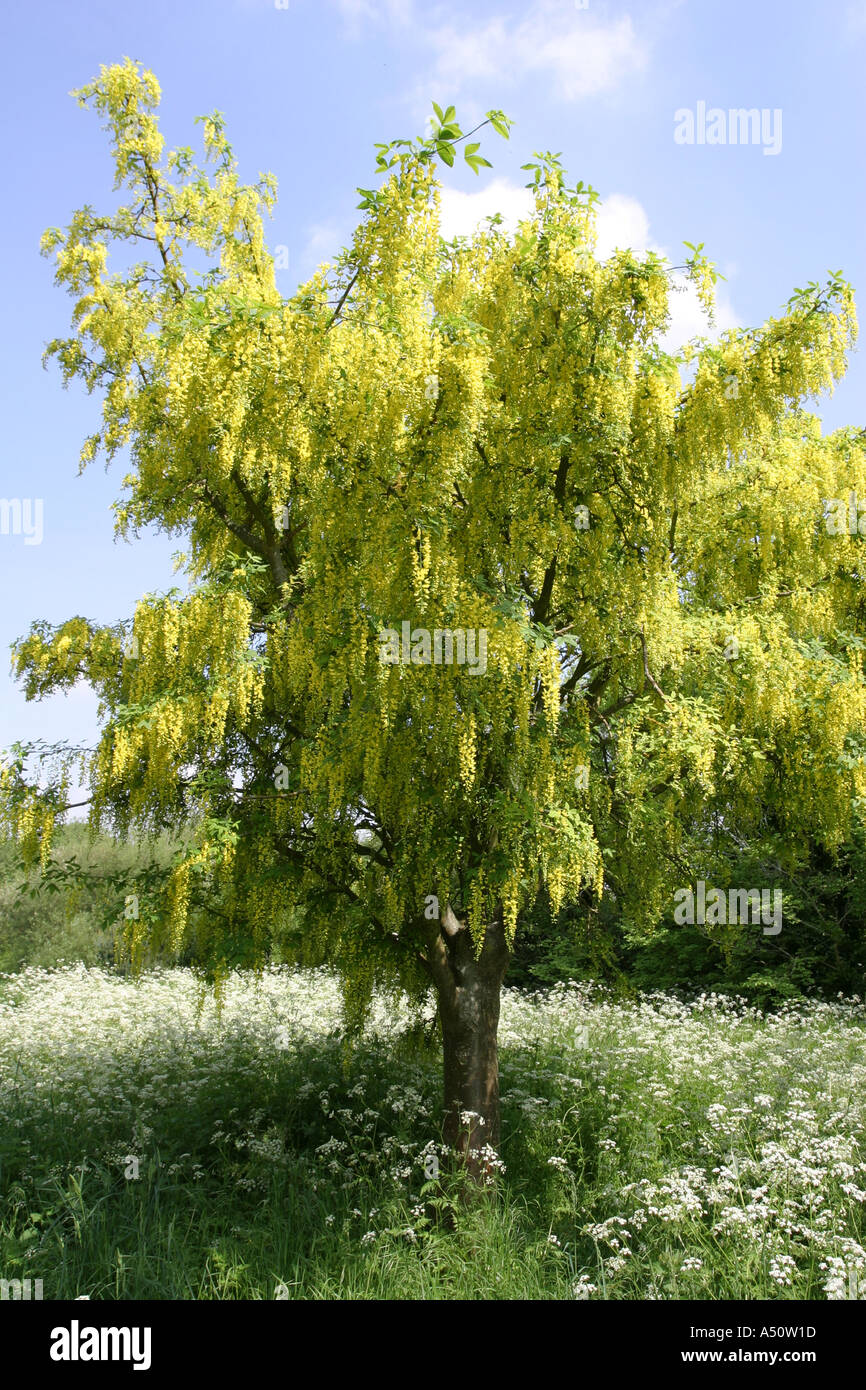 Laburnham tree hi-res stock photography and images - Alamy