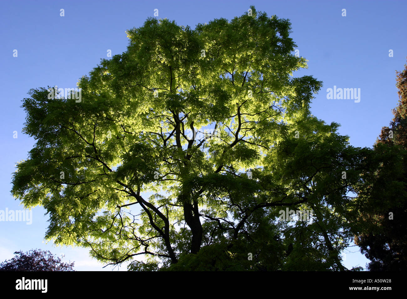 Sun behind a tree canopy hi-res stock photography and images - Alamy