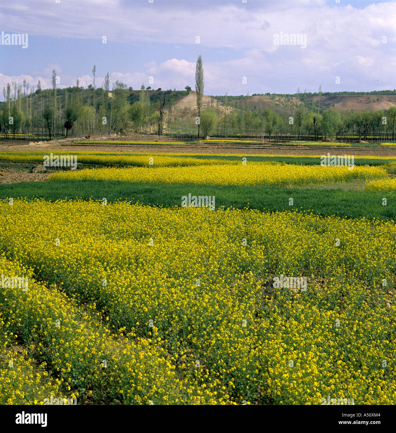 Mustard field kashmir hi-res stock photography and images - Alamy