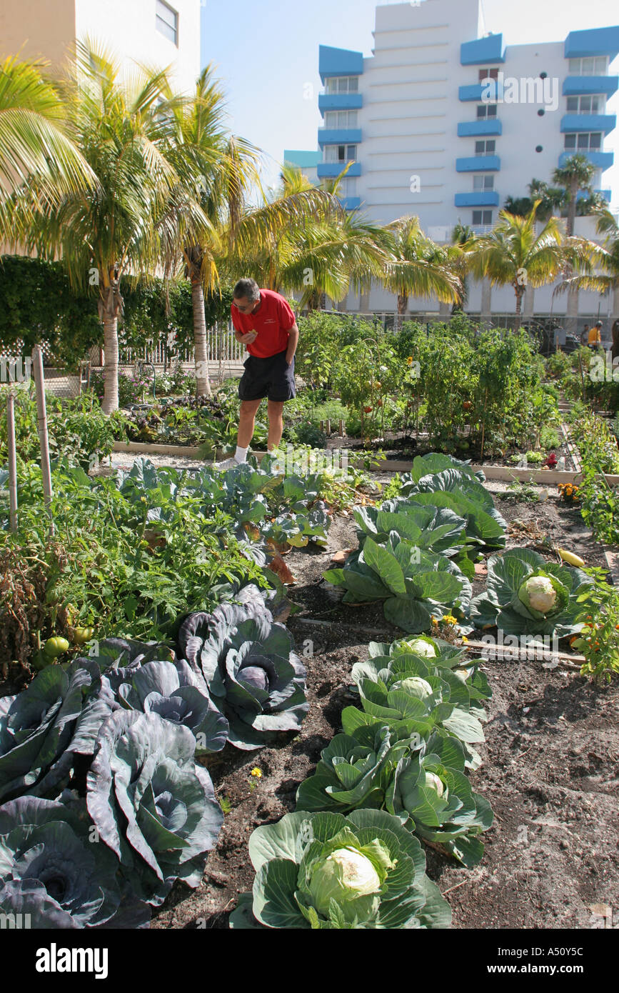 Miami Beach Florida,Collins Avenue Victory Garden,cabbage ...