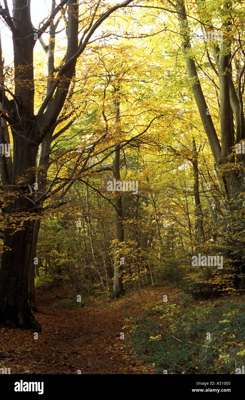 AUTUMN COLOURS ON BEECH TREES YARNCLIFF WOOD BOLE HIILL PADLEY GORGE ...