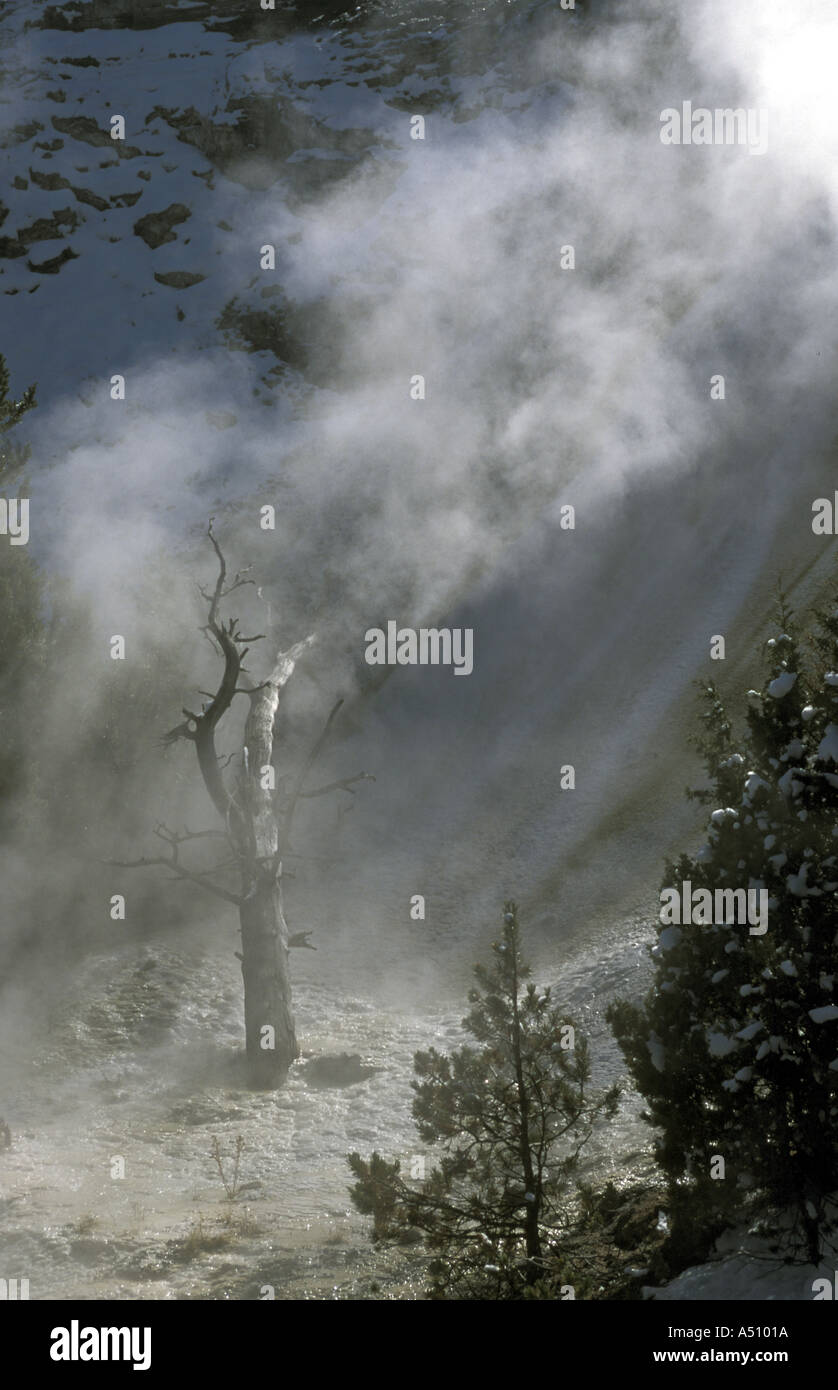 DEAD TREE IN STEAM MAMMOTH HOT SPRINGS YELLOWSTONE NATIONAL PARK ...