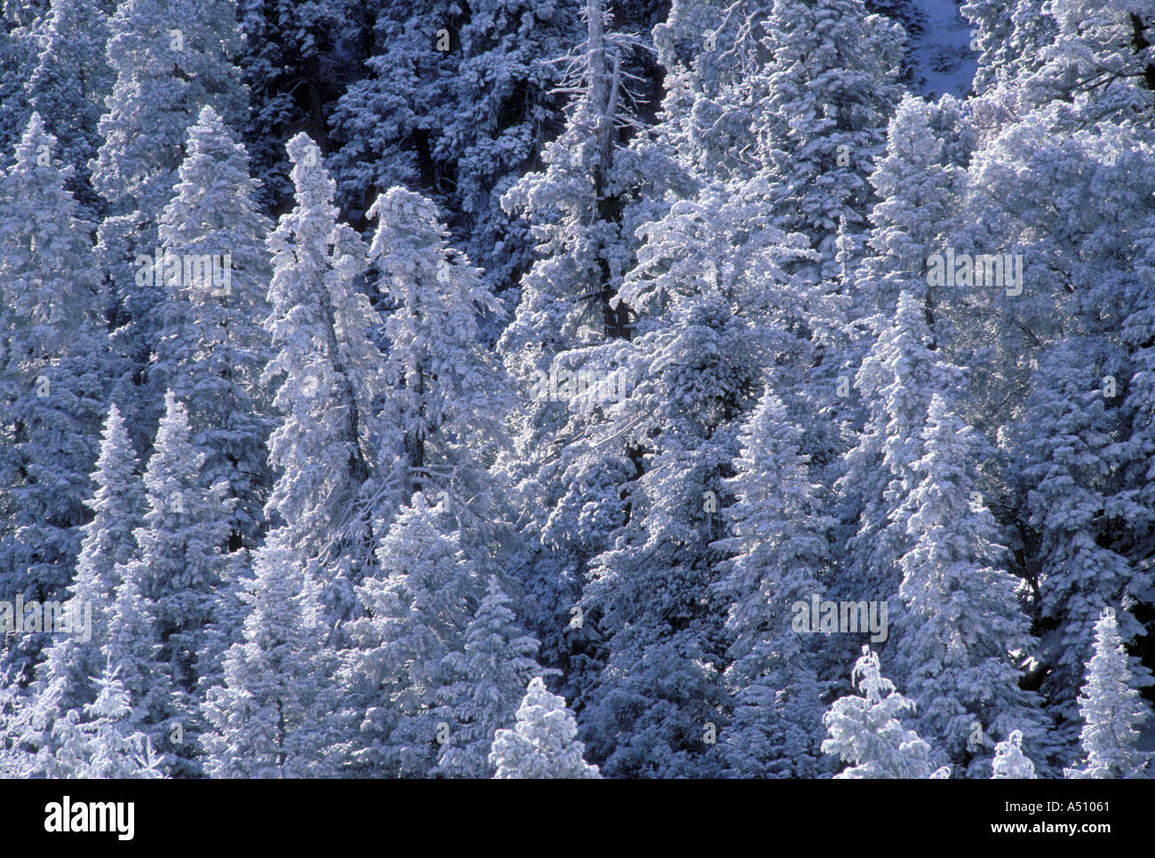 Snow covered pine trees in Forest Falls California USA Stock Photo - Alamy
