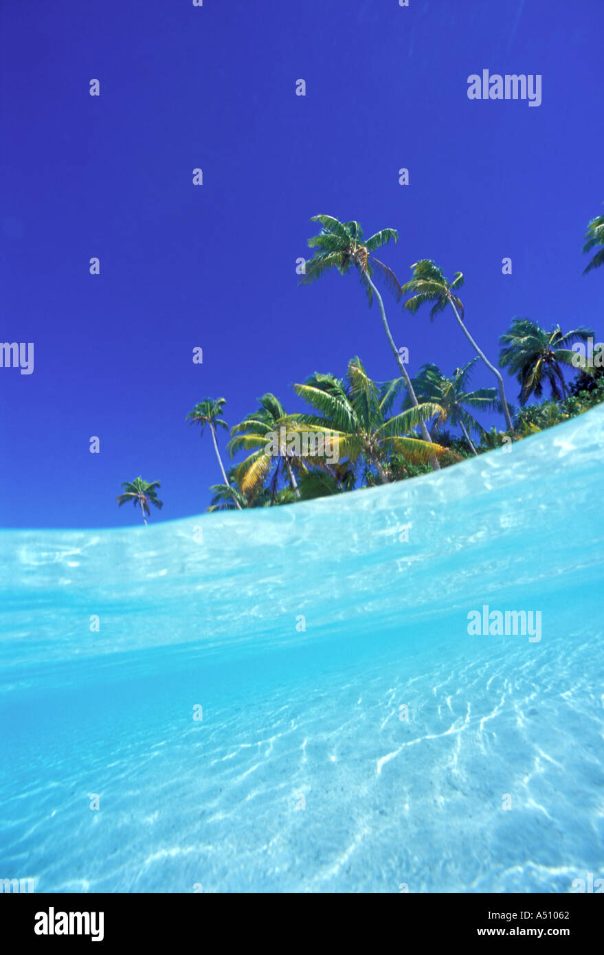 View of palm trees from underwater Aitutaki Lagoon Cook Islands ...