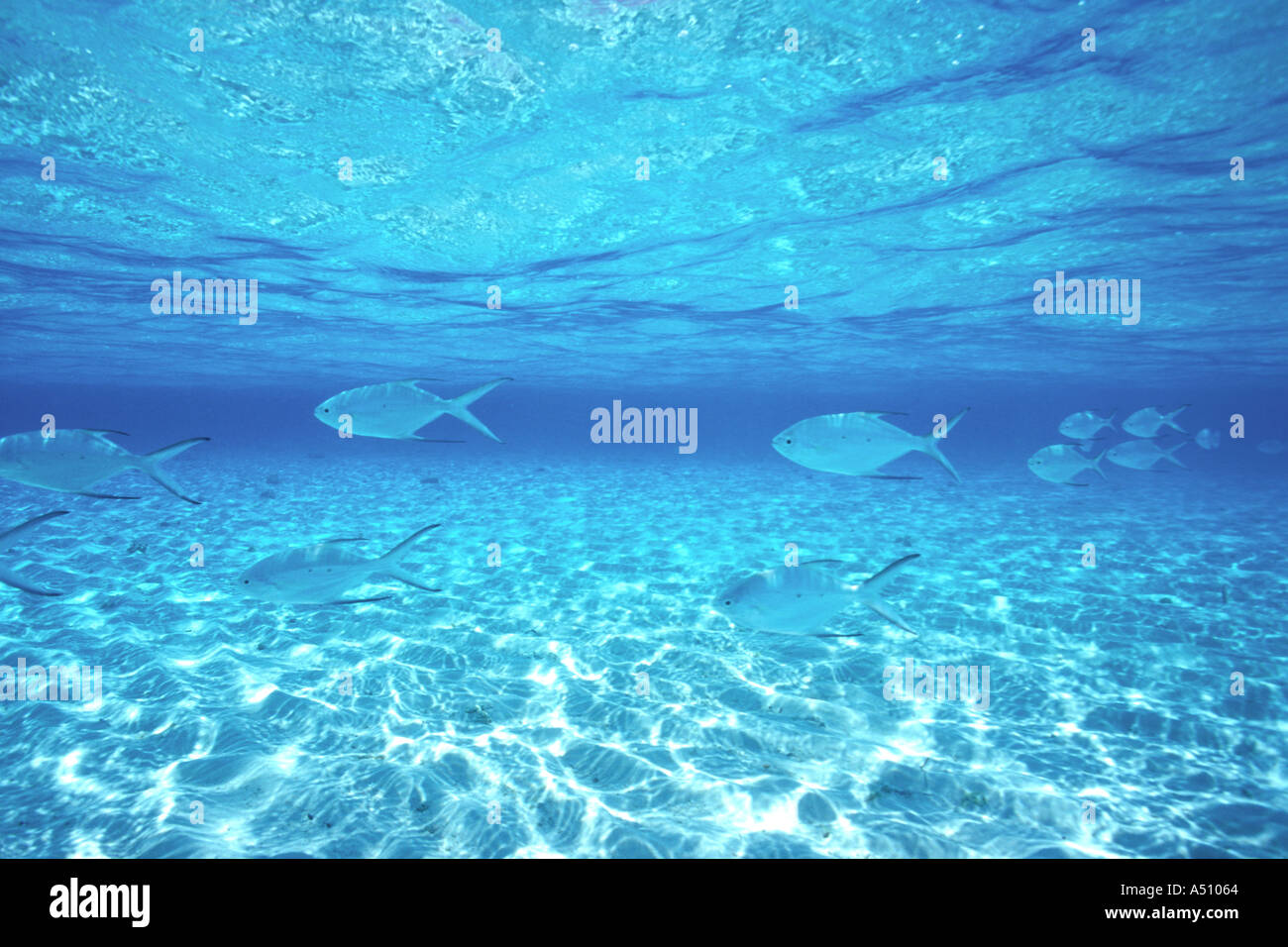 Shallow underwater scene with pompano fish in the Maldive Islands in ...