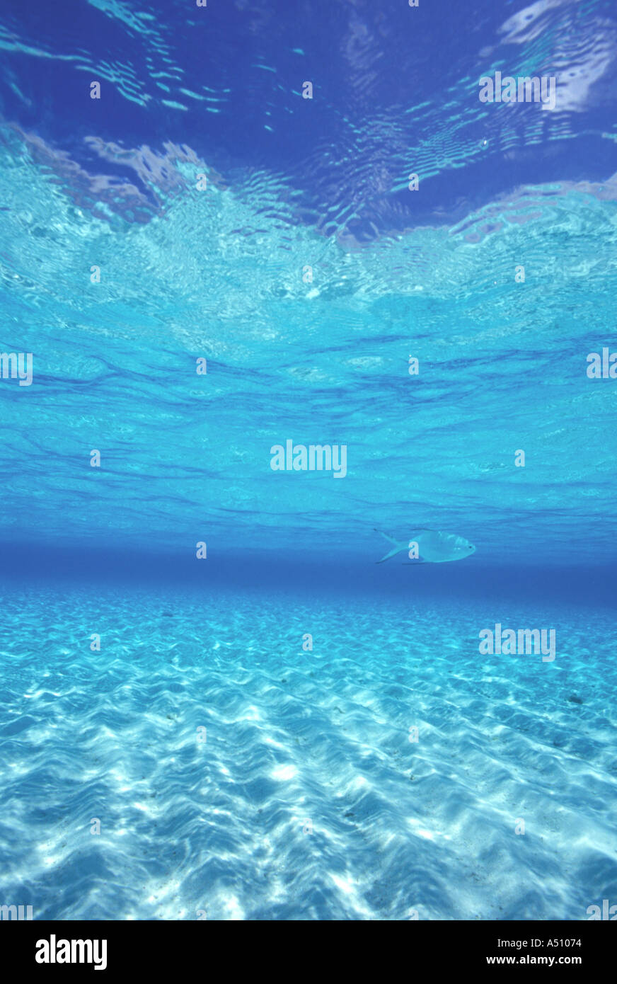 Shallow underwater scene with pompano fish in the Maldive Islands in ...