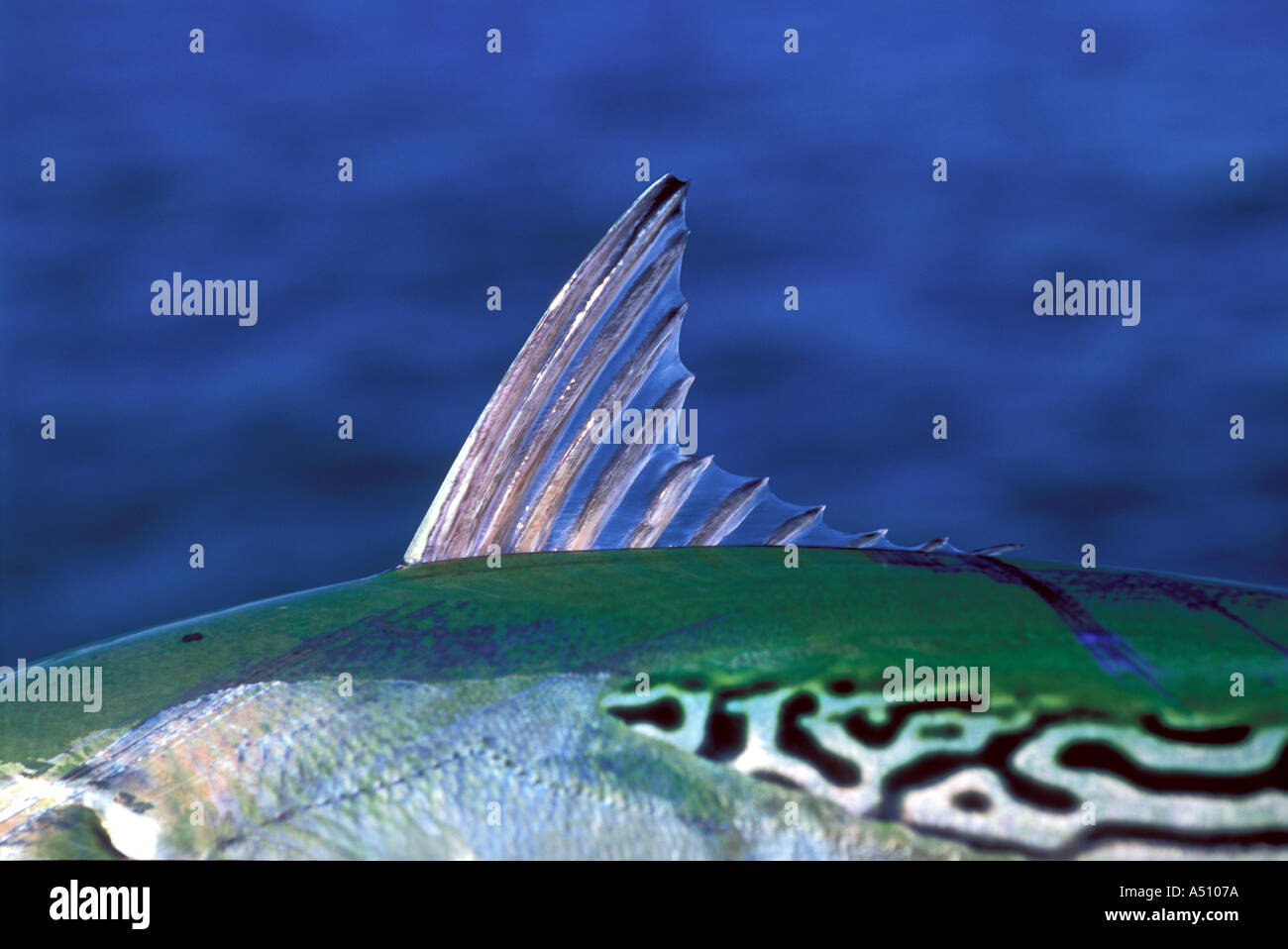 Dorsal fin of bonito fish North Carolina USA Stock Photo - Alamy