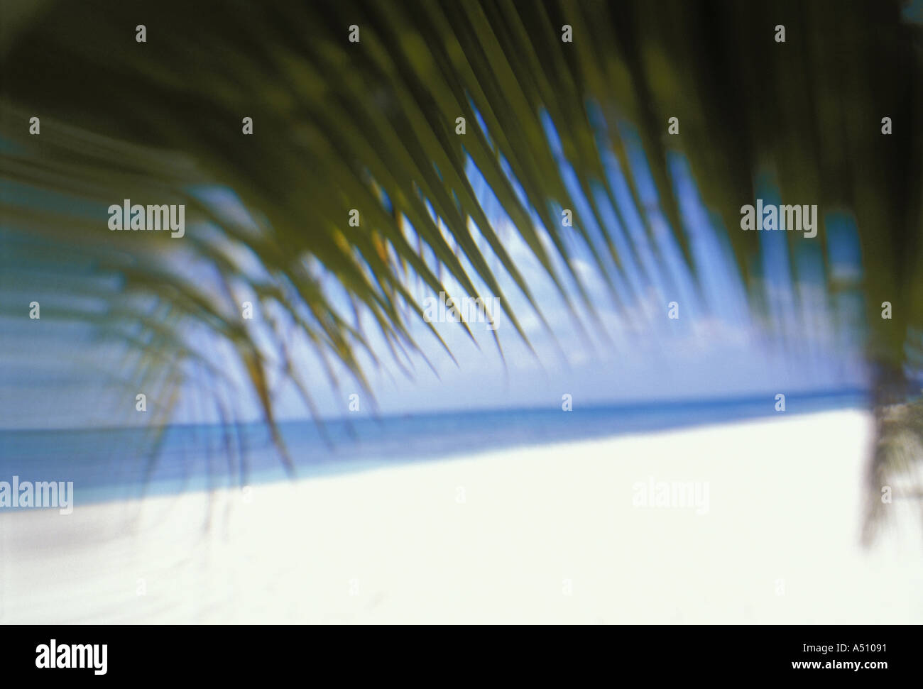 Distorted view of tropical beach from beneath palm fronds Isla Mujeres ...