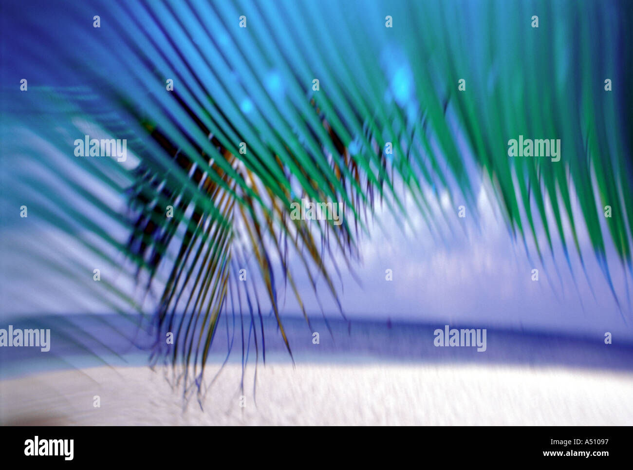 Distorted view of tropical beach from beneath blue and green palm ...