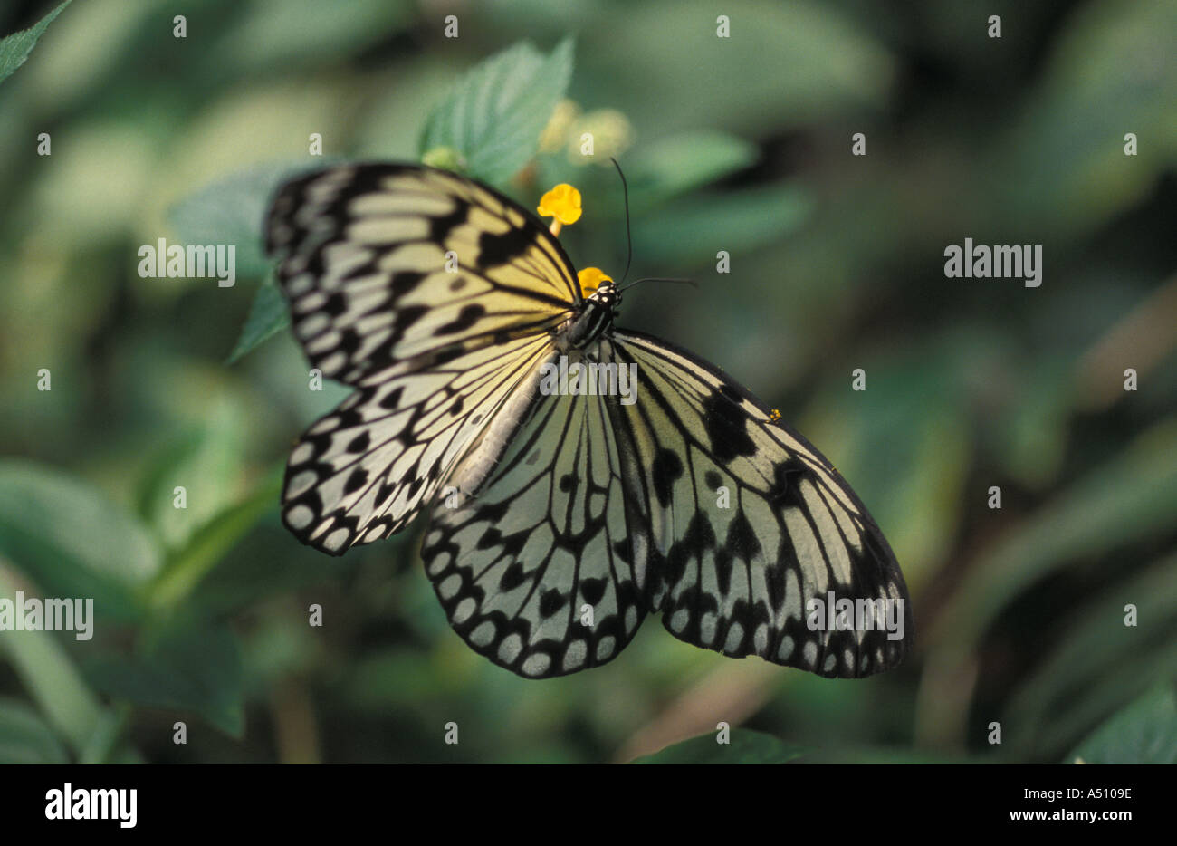 Tree Nymph Butterfly Stock Photo - Alamy