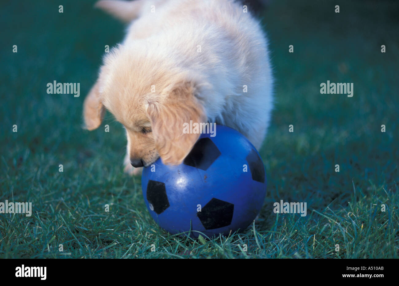 Golden Retriever puppy playing with football Stock Photo - Alamy